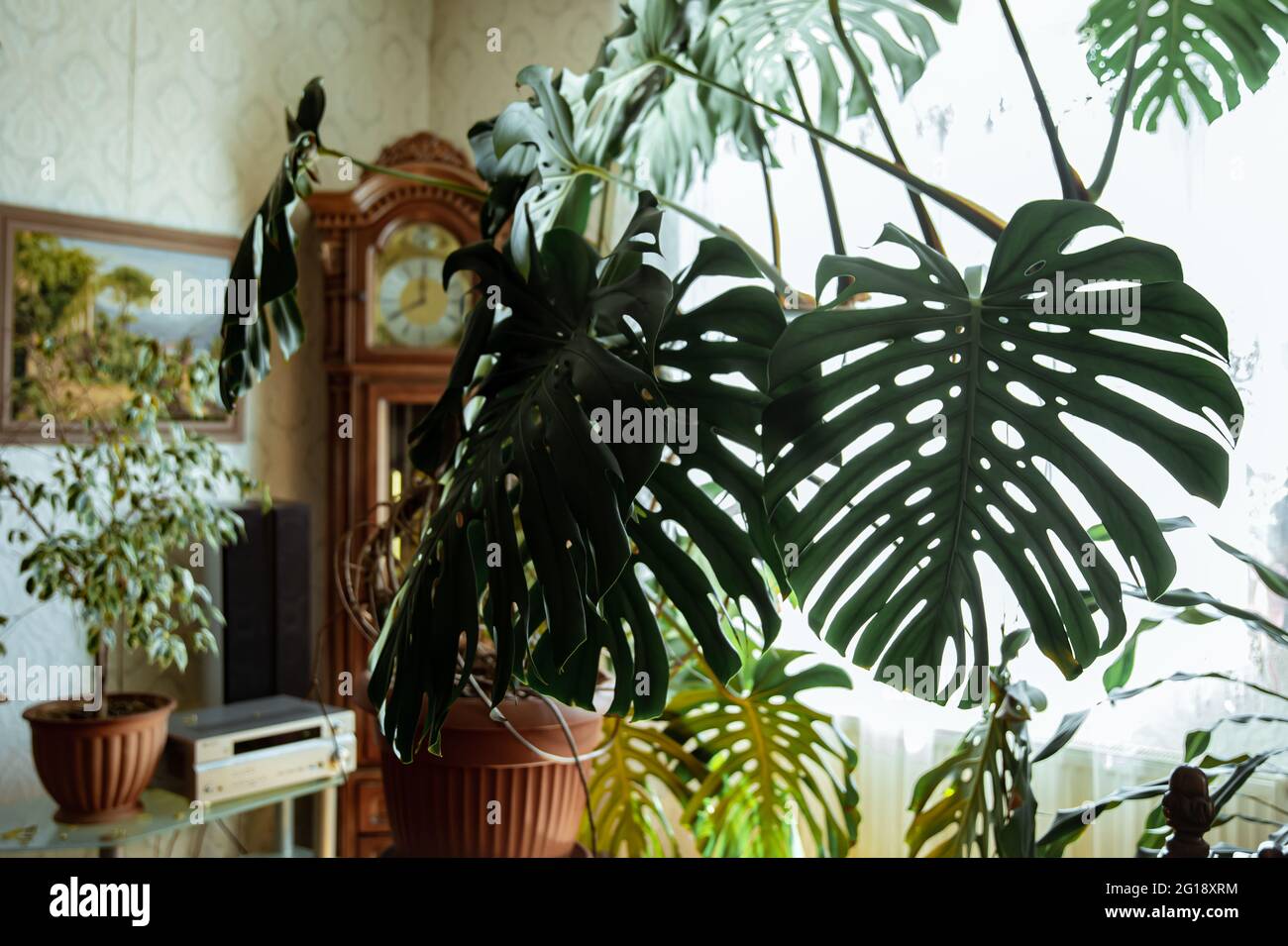 Monstera and other plants in the interior of the room Stock Photo - Alamy