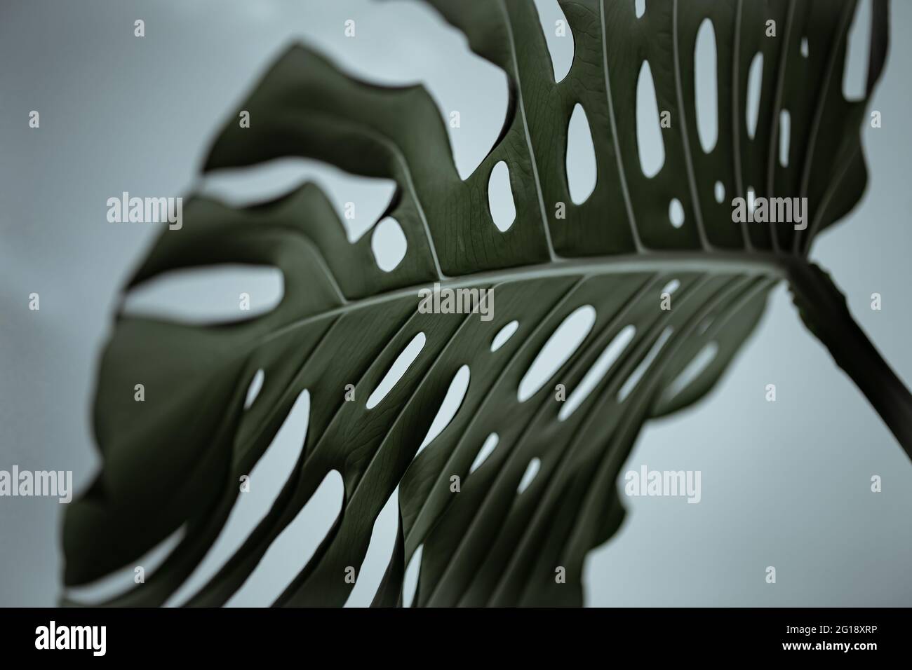 Textured leaves of a monstera plant close-up Stock Photo - Alamy