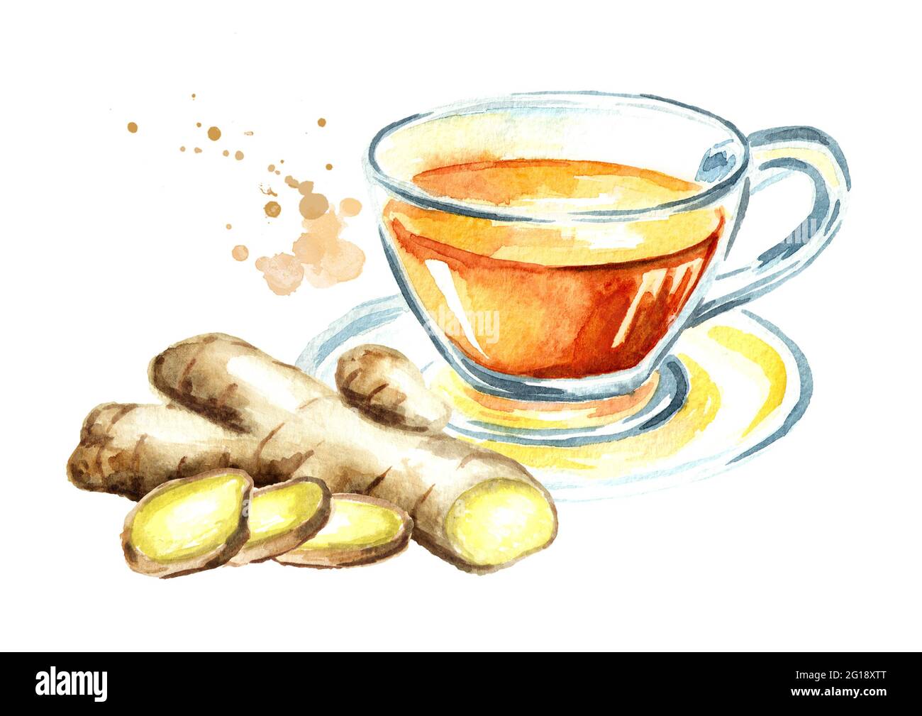 Ginger tea, Ginger root, concept of healthy drink. Watercolor hand ...