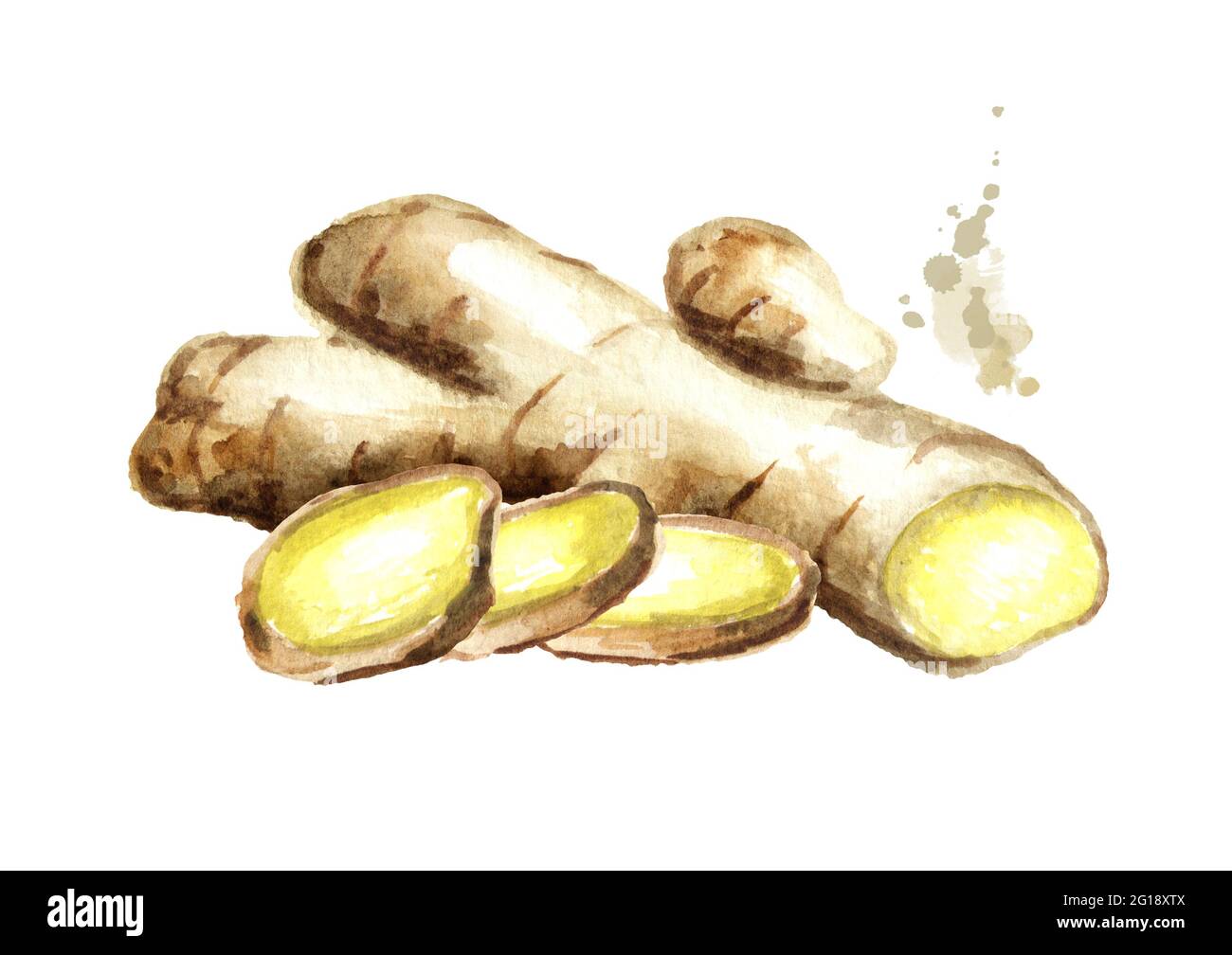 Organic fresh ginger Root with slice. Watercolor hand drawn ...