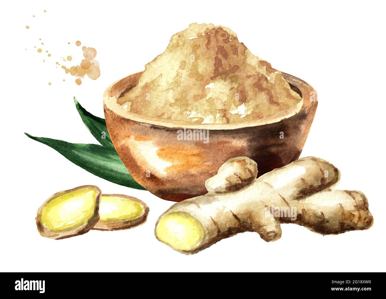 Organic fresh ginger root and powder. Watercolor hand drawn ...