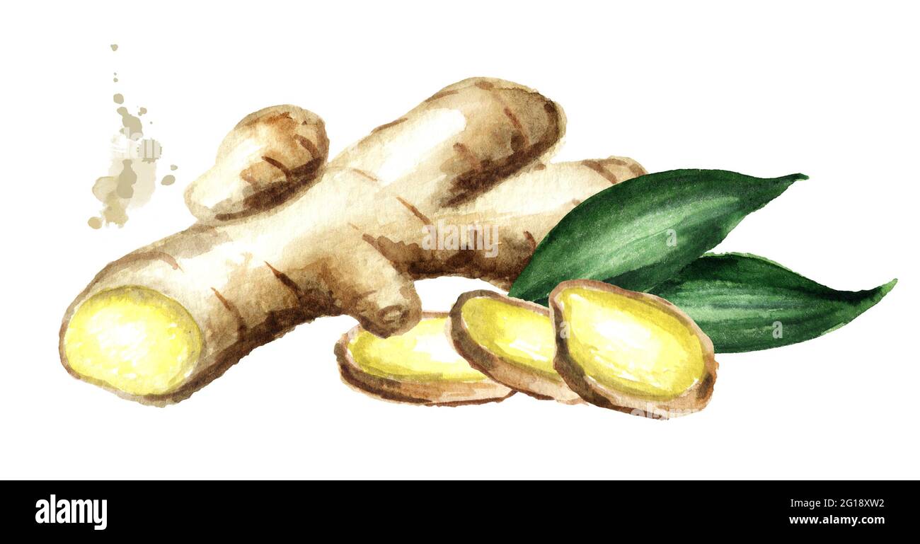 Organic fresh ginger Root with slice. Watercolor hand drawn ...