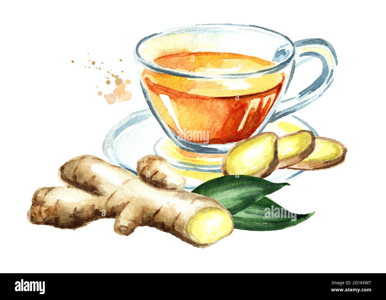 Ginger tea, Ginger root, concept of healthy drink. Watercolor hand ...