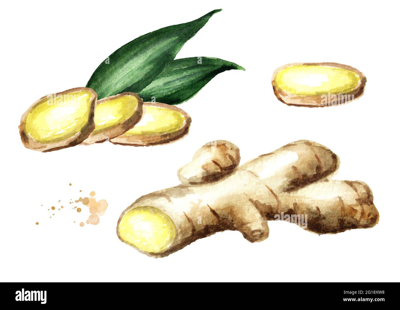 Organic fresh ginger set. Watercolor hand drawn illustration, isolated ...