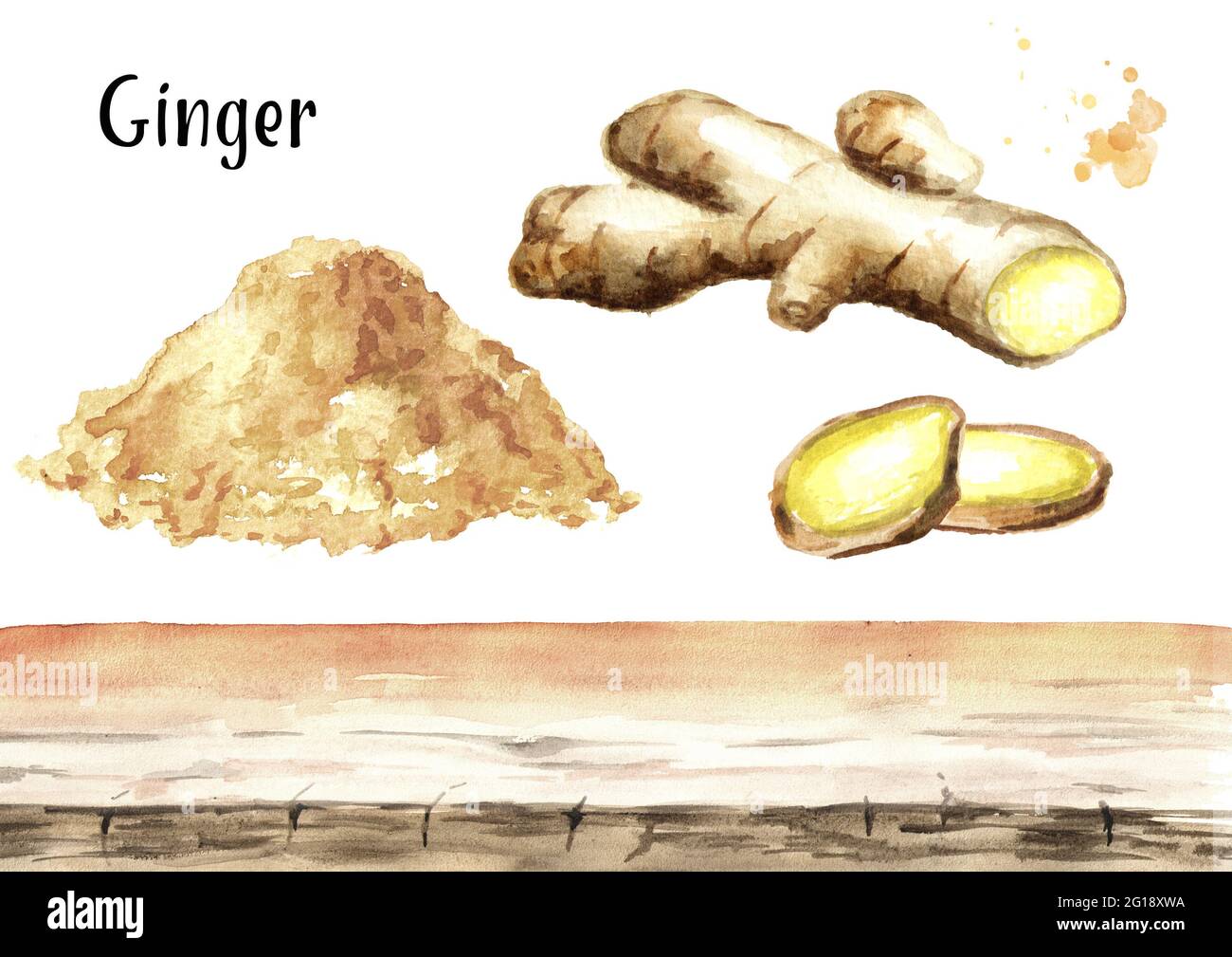 Ginger root background elements. Watercolor hand drawn illustration ...