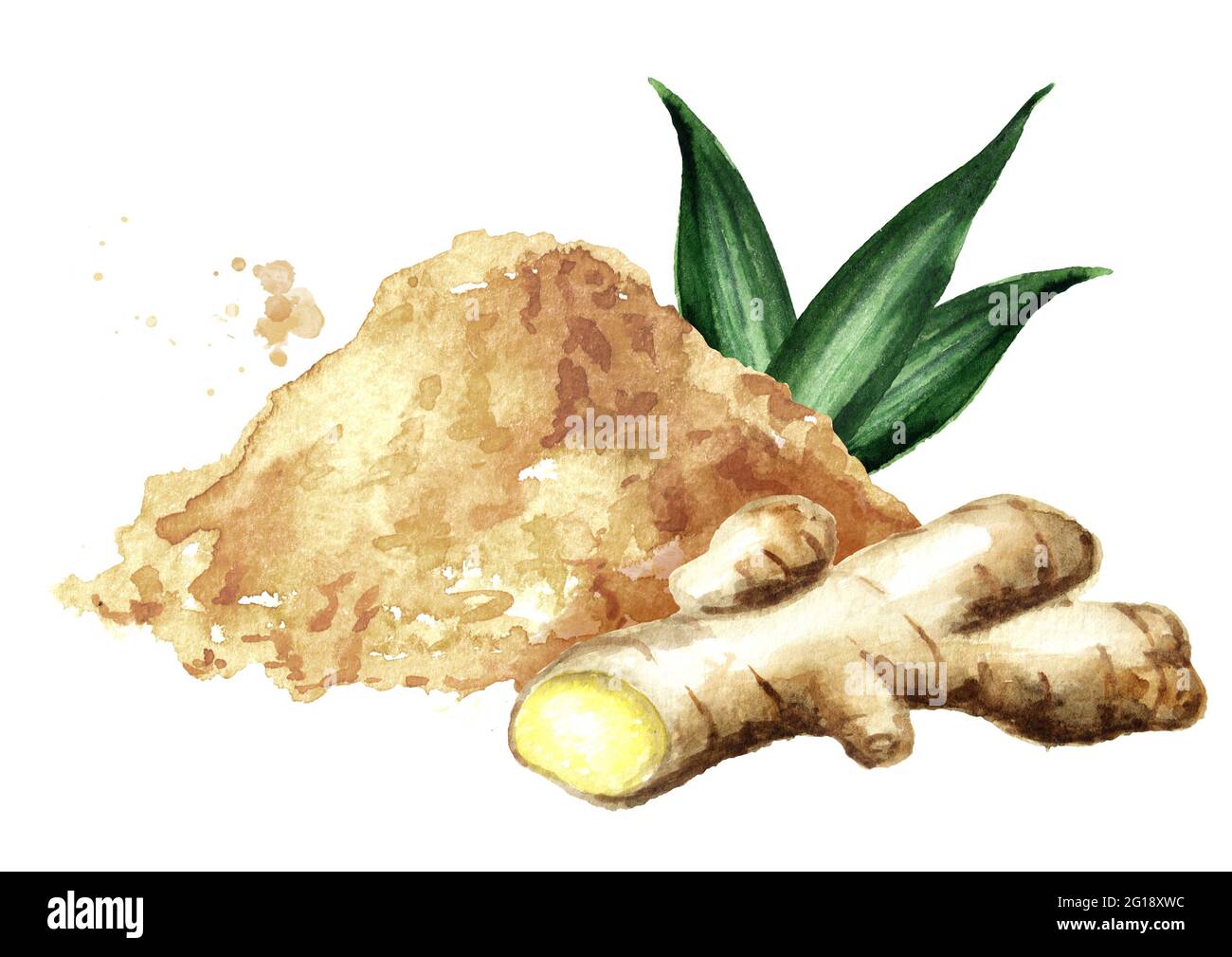 Ginger root, green leaf and powder. Watercolor hand drawn illustration ...