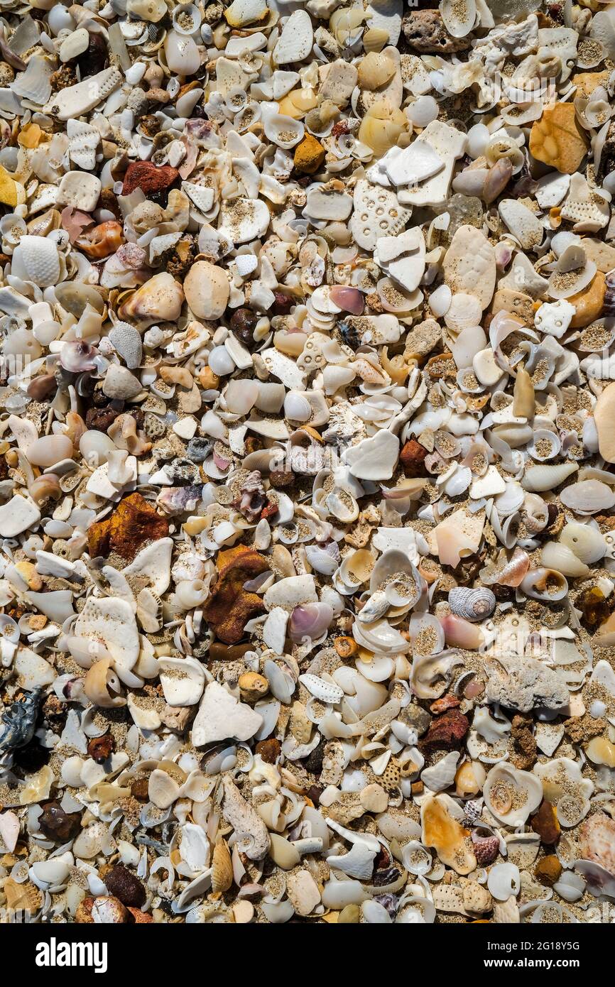Broken seashells and pebbles at the beach Stock Photo - Alamy