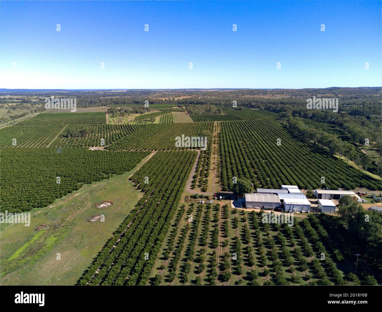 Australian orange orchard hi-res stock photography and images - Alamy