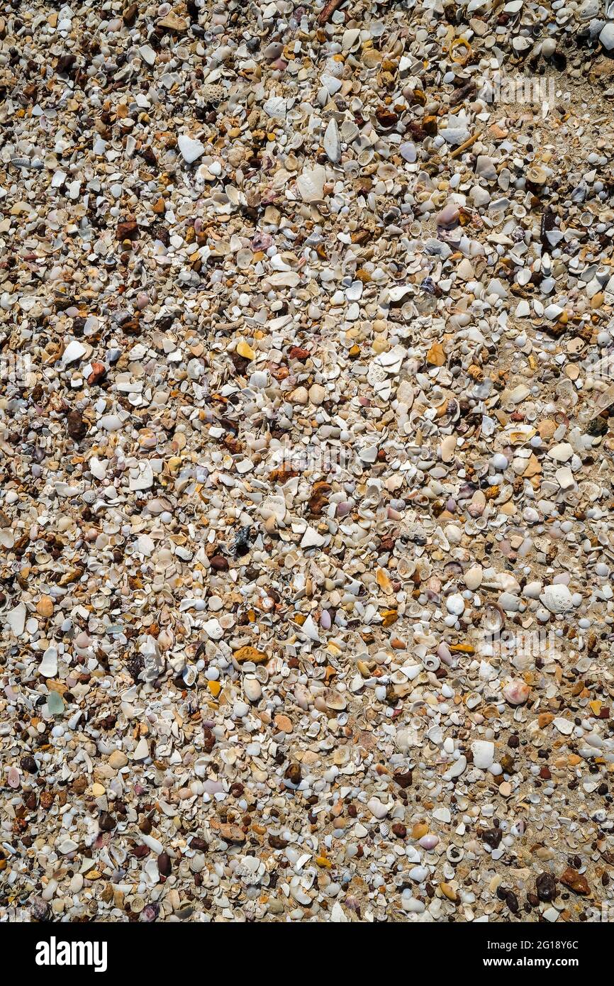 Broken seashells and pebbles at the beach Stock Photo - Alamy