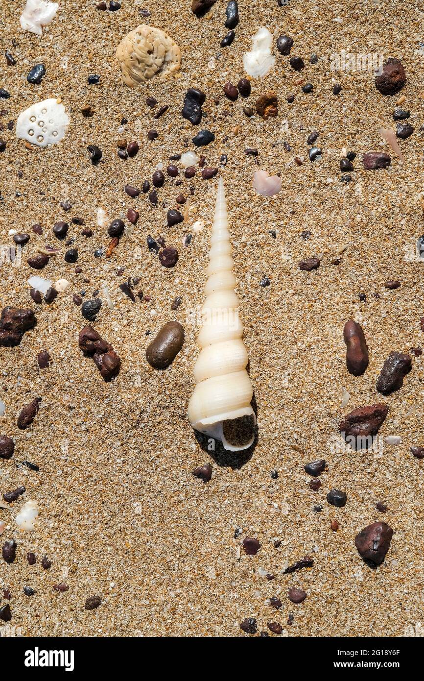 Broken seashells and pebbles at the beach Stock Photo - Alamy