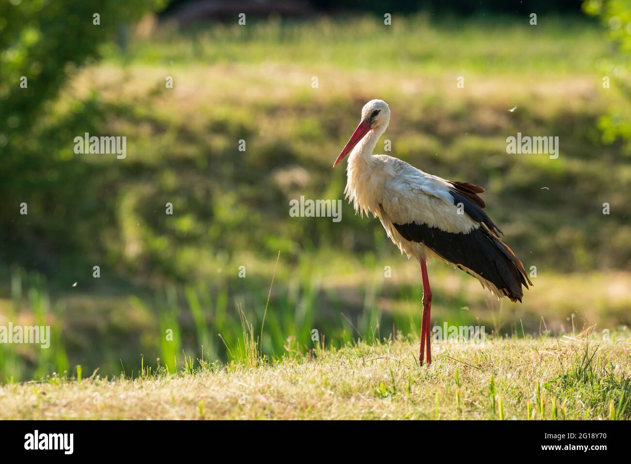 Stork stands hi-res stock photography and images - Alamy