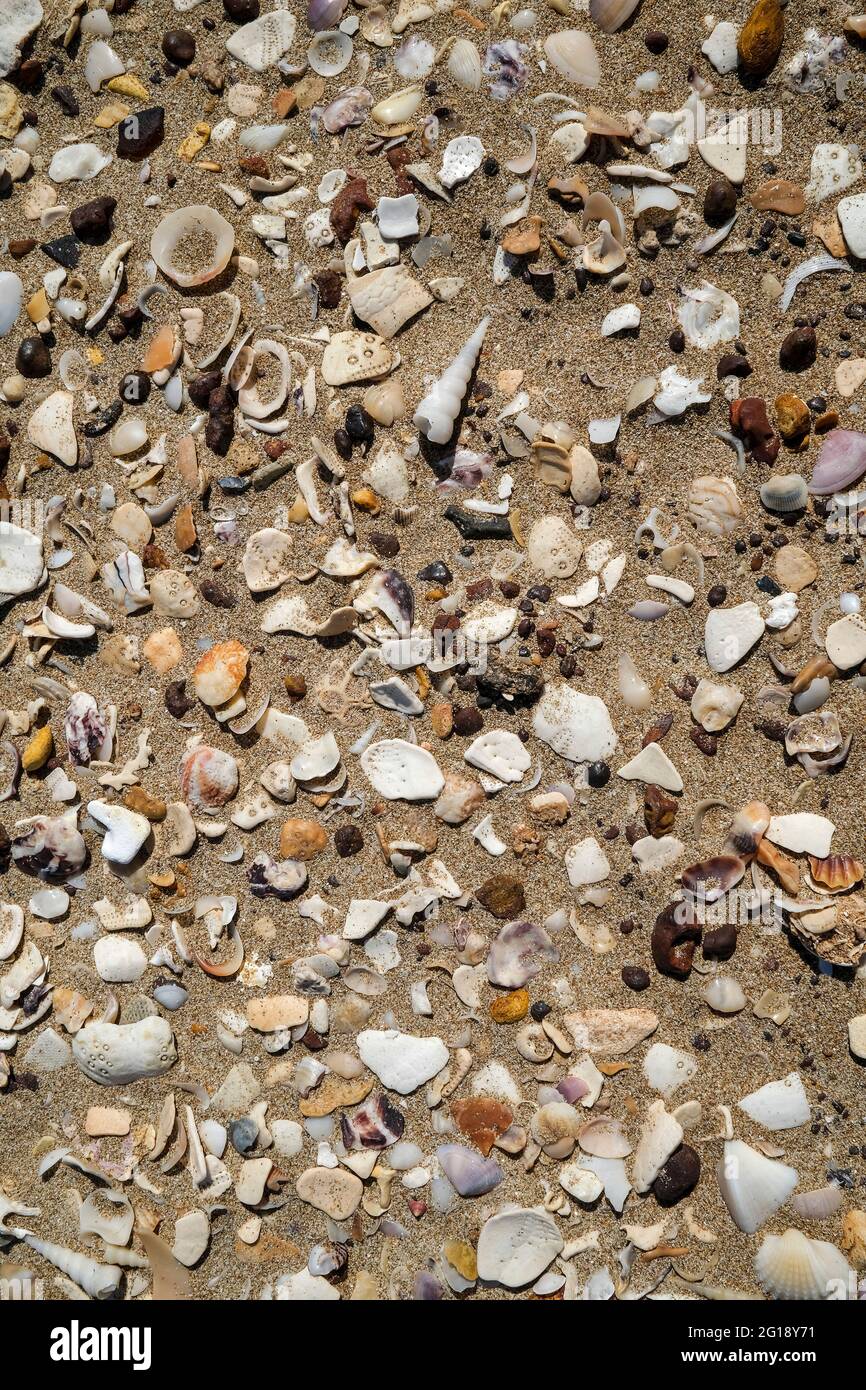 Broken seashells and pebbles at the beach Stock Photo - Alamy