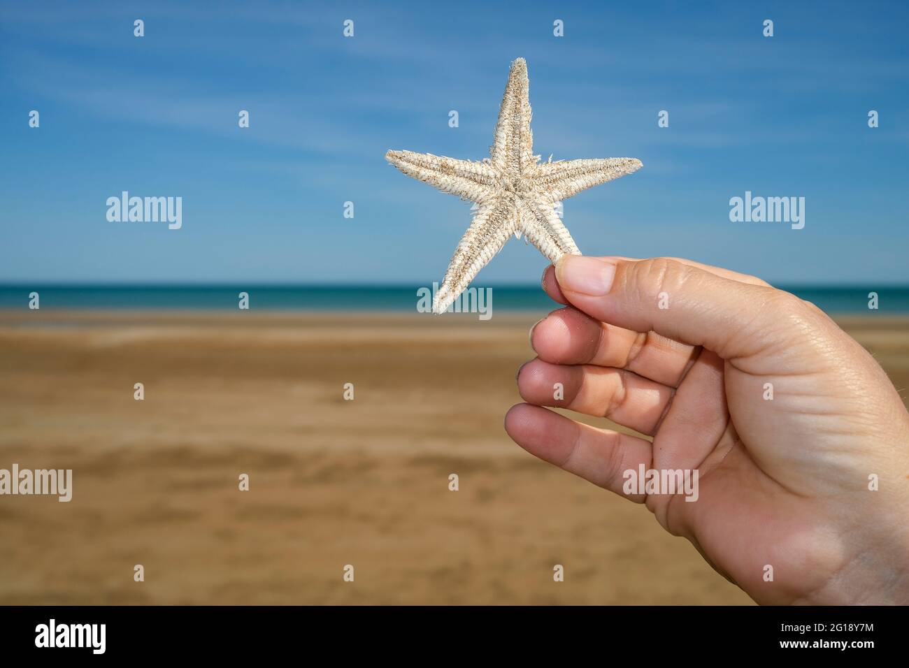 Hand holding starfish hi-res stock photography and images - Alamy