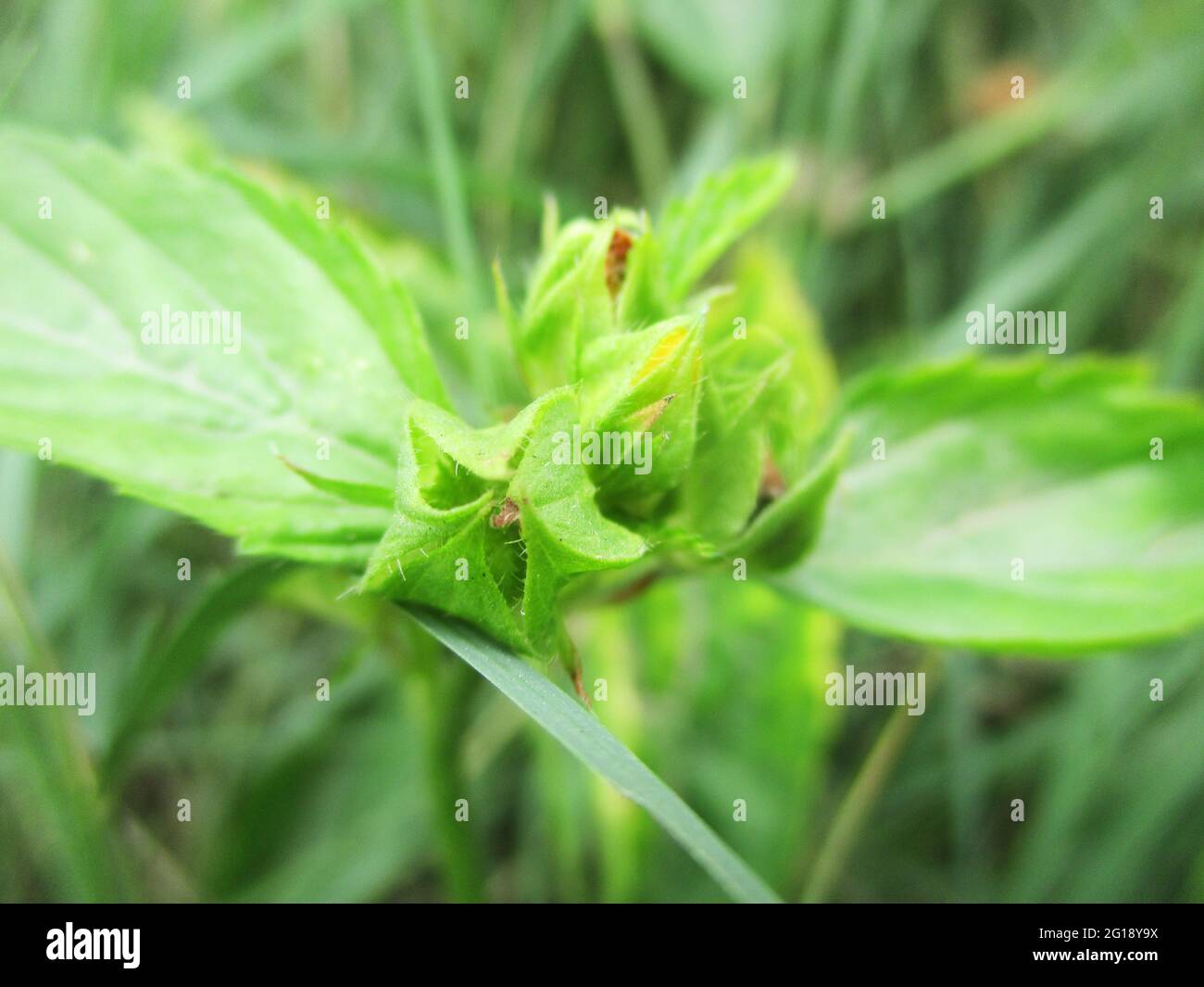 Green Leaves, Beautiful Flowers, Foliage and green Nature Isolated ...