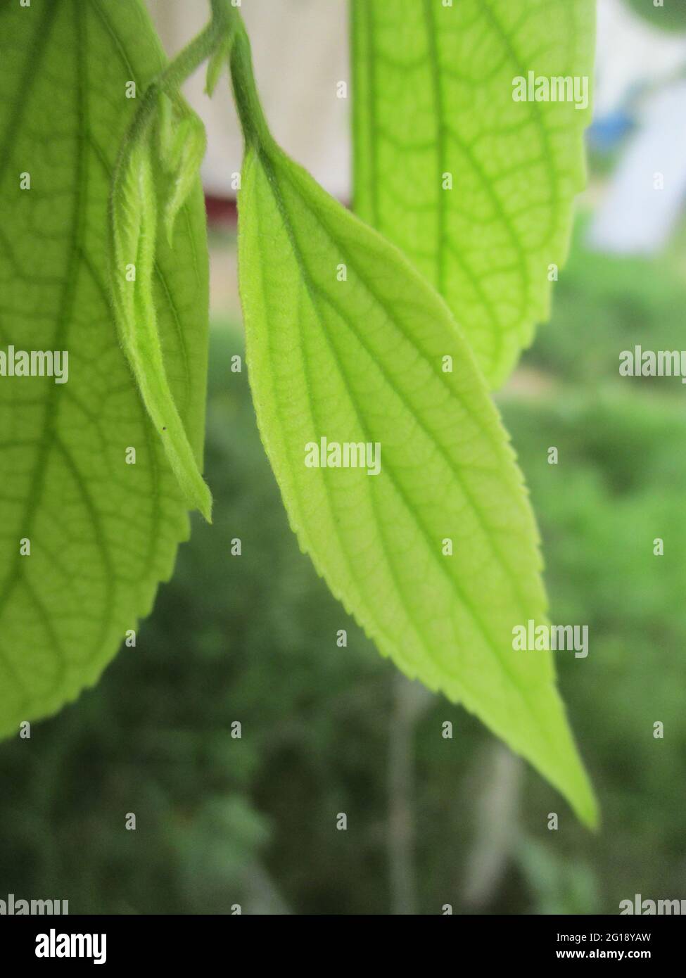 Green Leaves, Beautiful Flowers, Foliage and green Nature Isolated ...