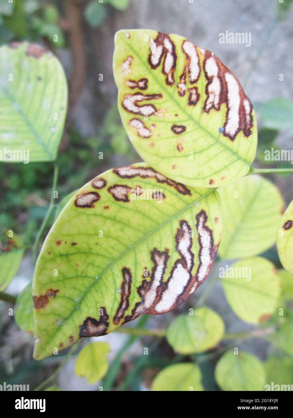 Green Leaves, Beautiful Flowers, Foliage and green Nature Isolated ...