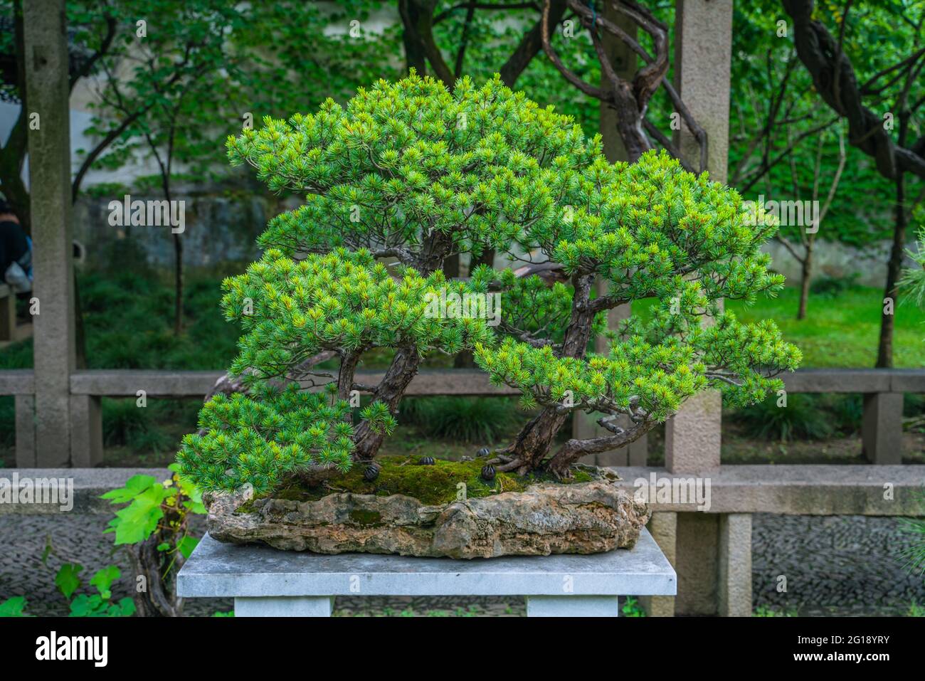 Close view of a traditional Chinese bonsai Stock Photo - Alamy