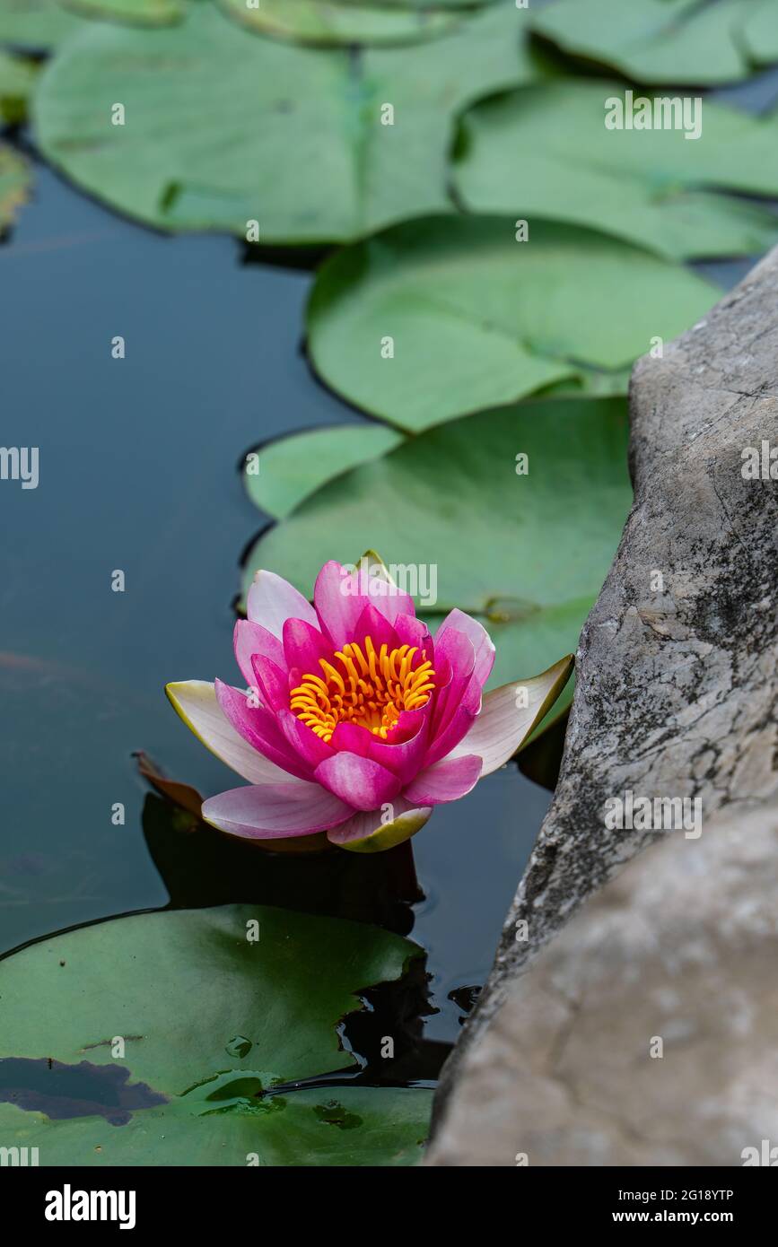 Close view of a pink water lily with green leaves Stock Photo - Alamy