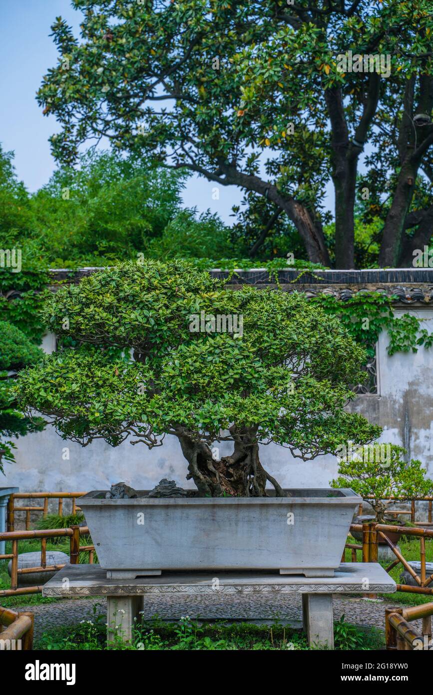 Close view of a traditional Chinese bonsai Stock Photo - Alamy