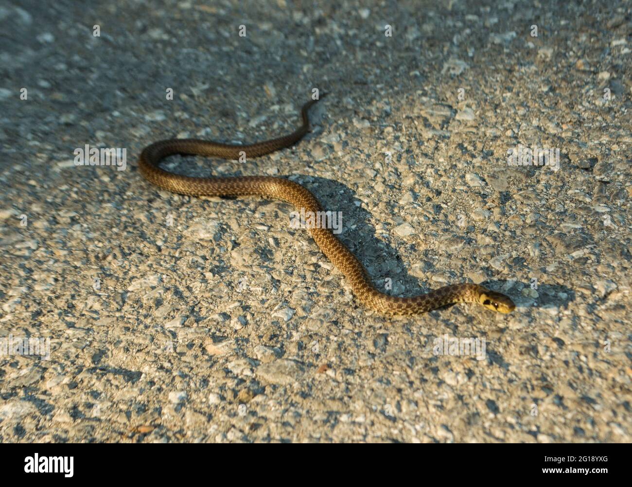 Natrix Natrix snake, European grass snake, ringed snake Stock Photo - Alamy