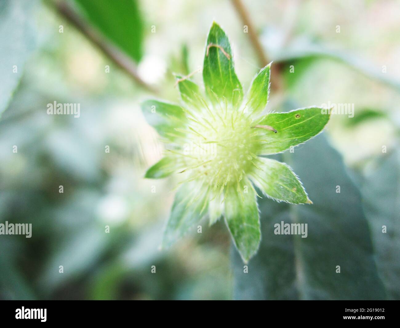 Green Leaves, Beautiful Flowers, Foliage and green Nature Isolated ...