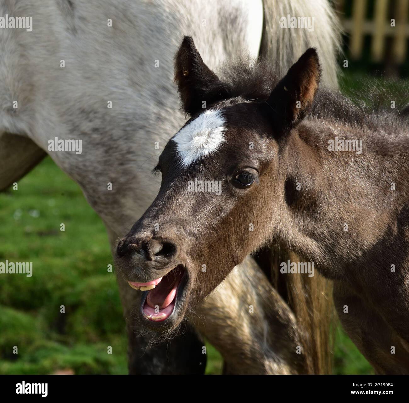 A New Forest Pony foal demonstrating the Flehmen response Stock Photo ...