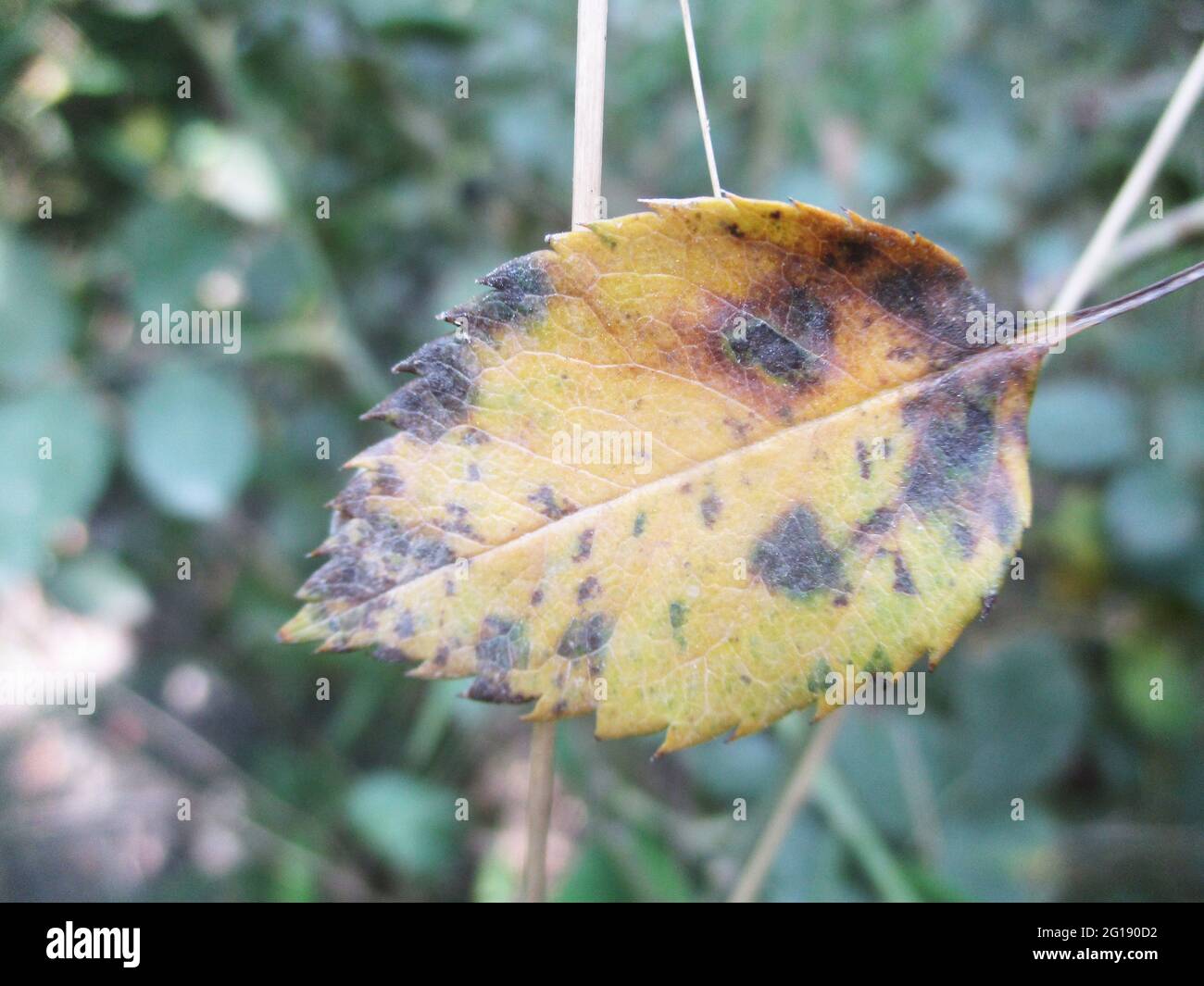 Green Leaves, Beautiful Flowers, Foliage and green Nature Isolated ...