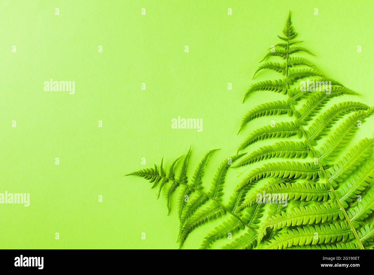 Summer tropical background with ferns on a green background. Copy space ...
