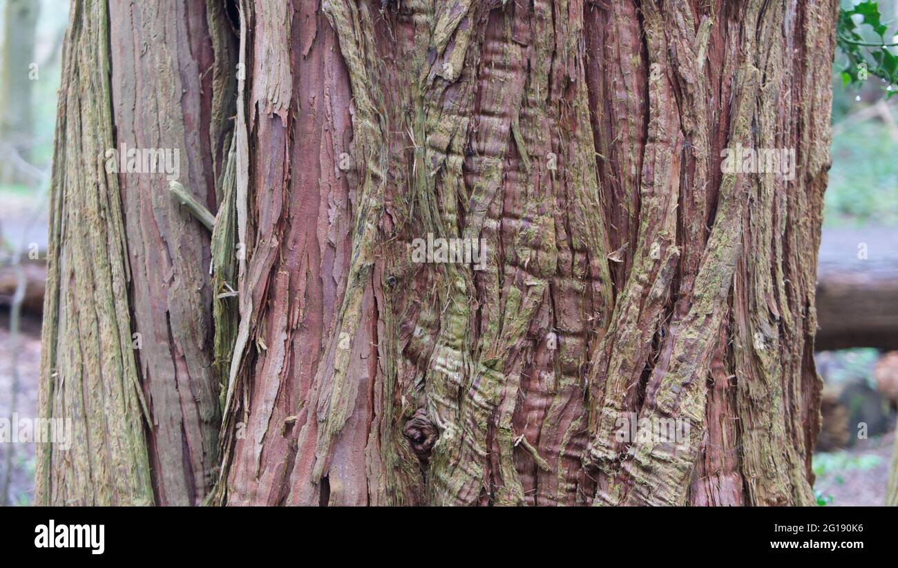 Tree trunk with coarse textured wood bark in various colours Stock ...