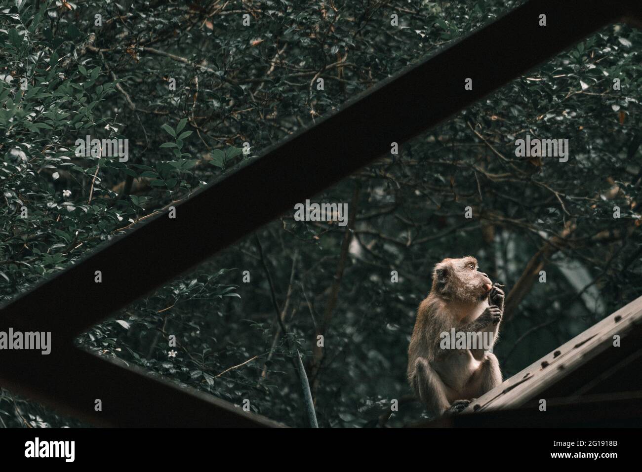 Monkey board hi-res stock photography and images - Alamy