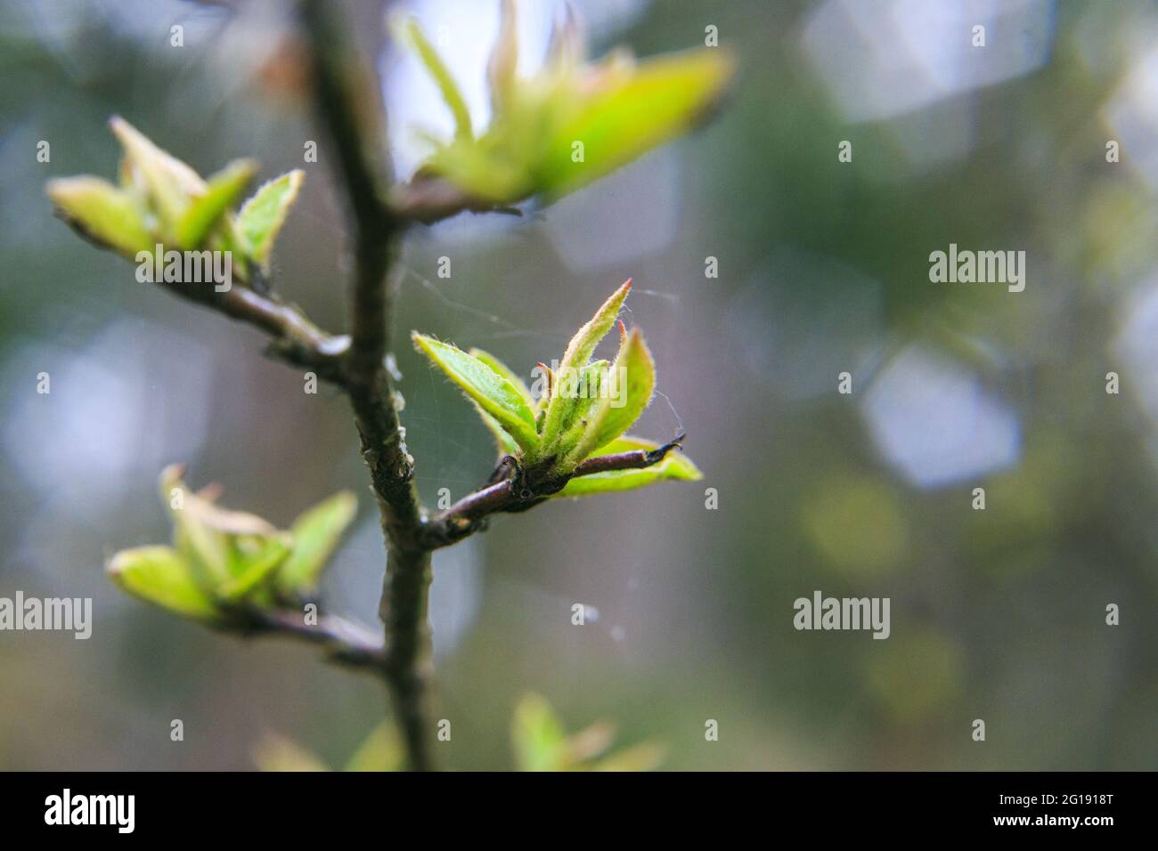 A tree branch with sprouts Stock Photo - Alamy