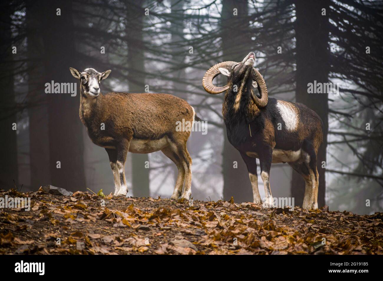 At mouflon hunting hi-res stock photography and images - Alamy