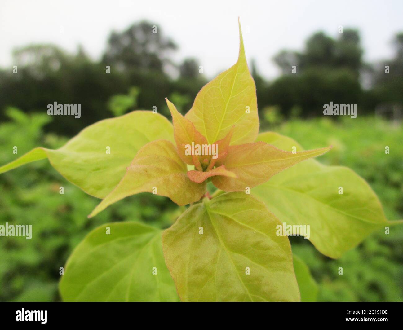 Green Leaves, Beautiful Flowers, Foliage and green Nature Isolated ...