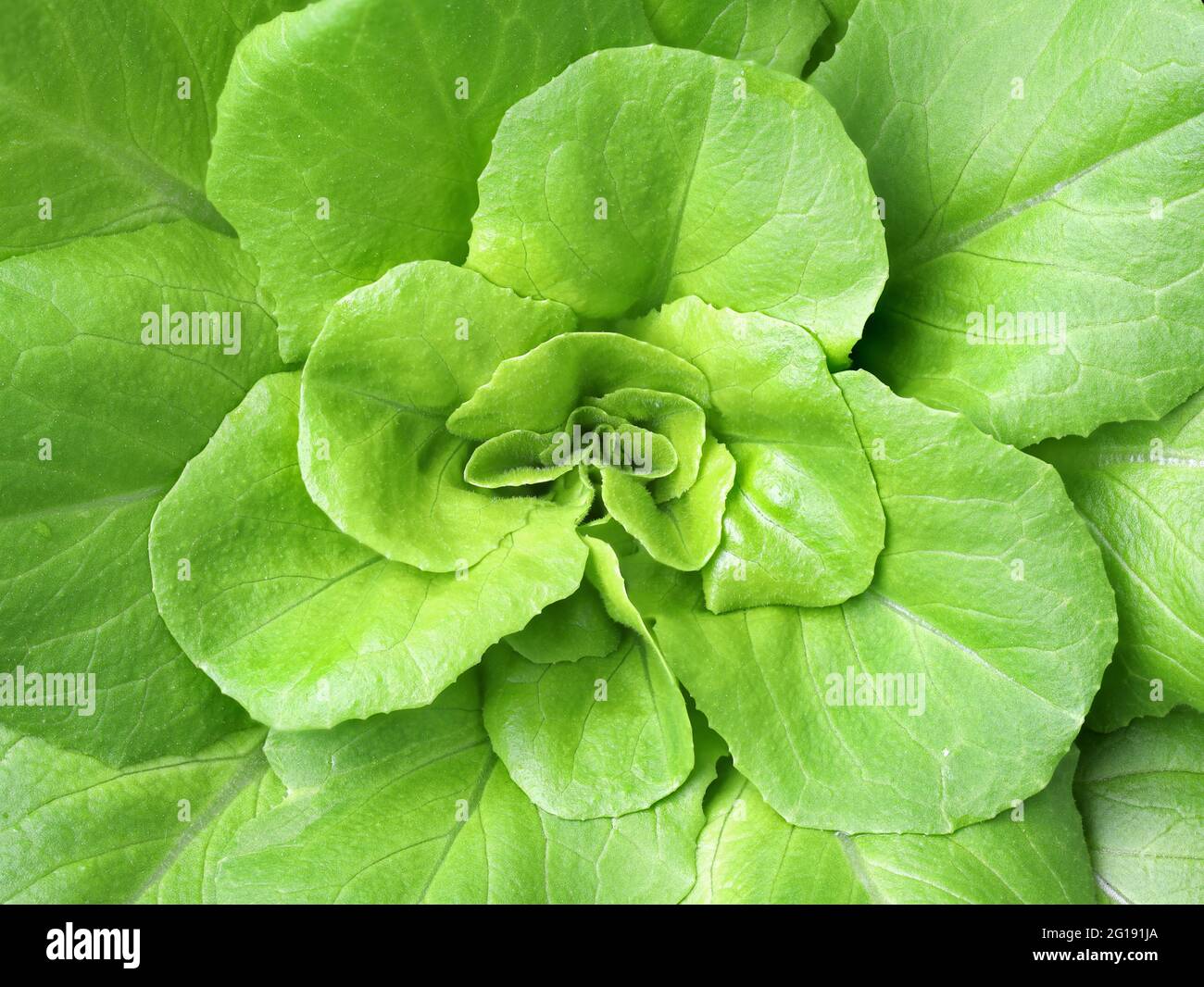 Top view in young fresh butterhead lettuce, texture of garden salad as ...