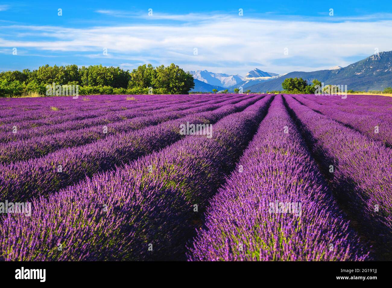 Flowery plain hi-res stock photography and images - Alamy