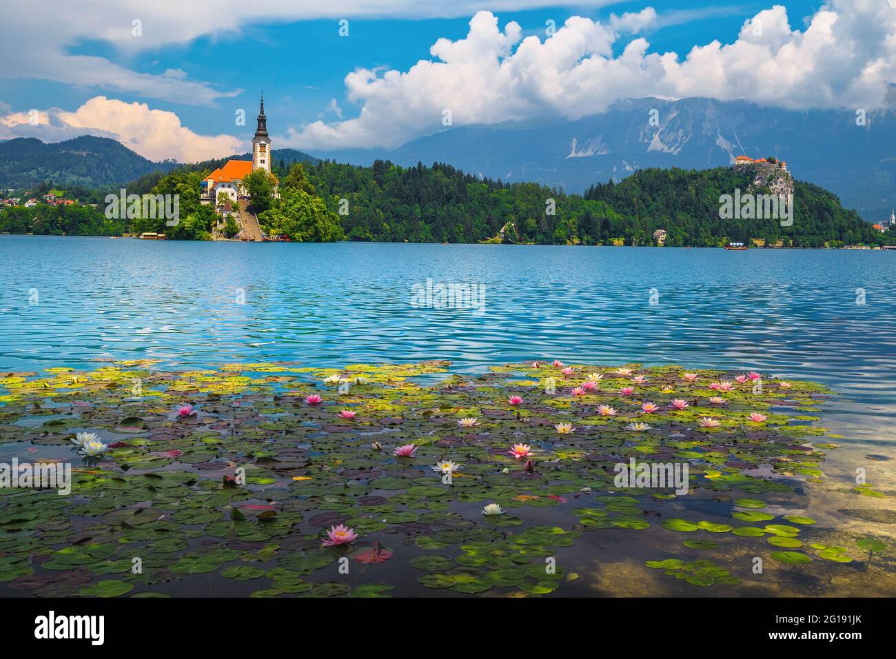 One of the most visited travel location in Slovenia. Blooming lotus ...