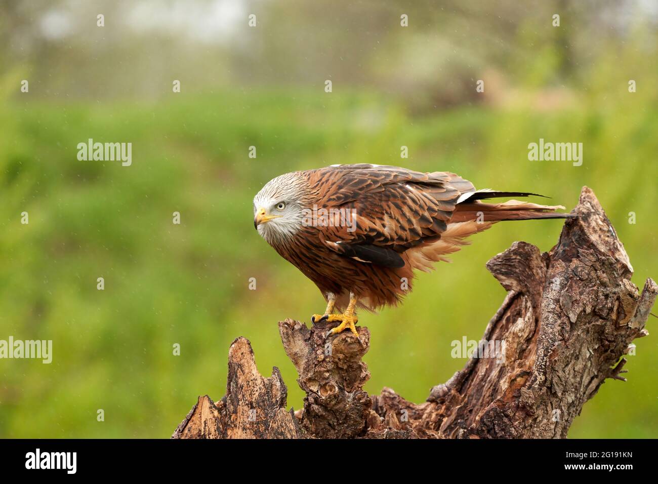 Red kite, bird of prey portrait. The bird is sitting on a stump, viewed ...