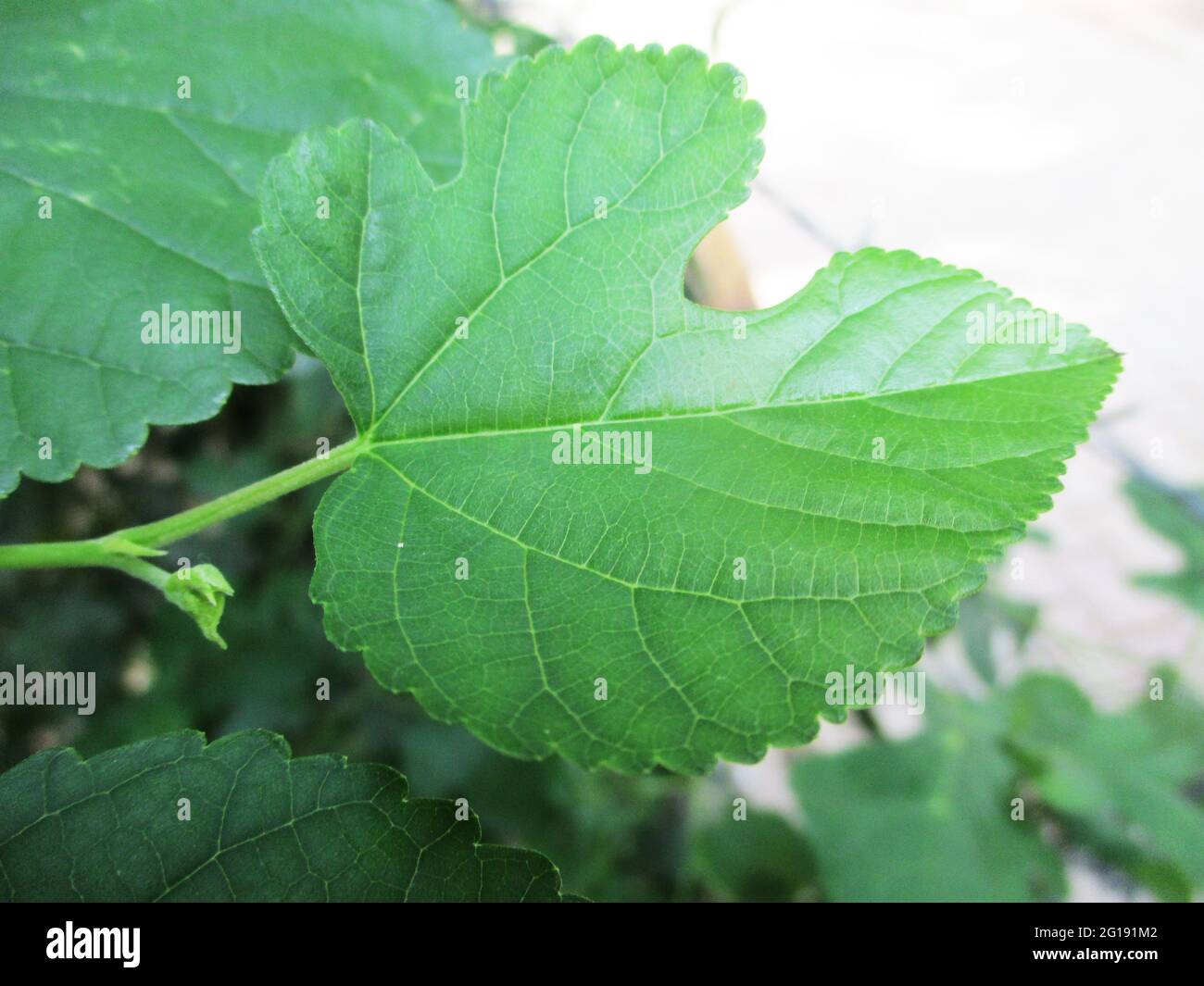 Green Leaves, Beautiful Flowers, Foliage and green Nature Isolated ...
