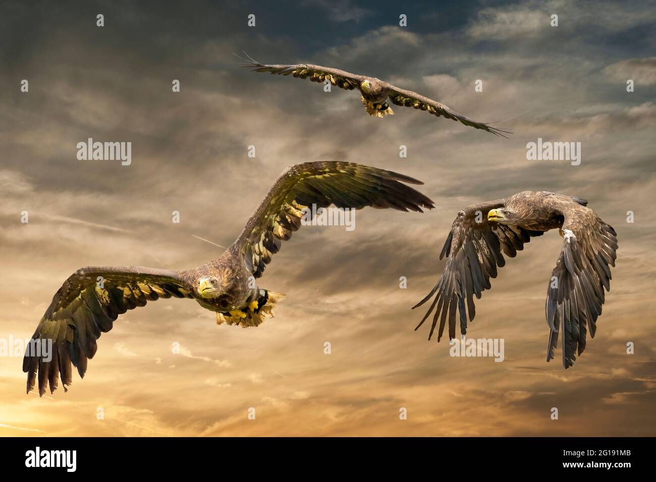 Three European sea eagles flying in a brown and yellow dramatic sky ...