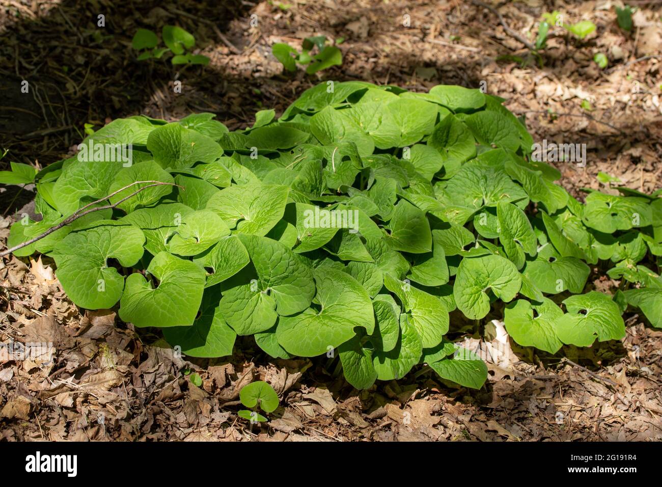 Canadian Wild Ginger High Resolution Stock Photography and Images - Alamy