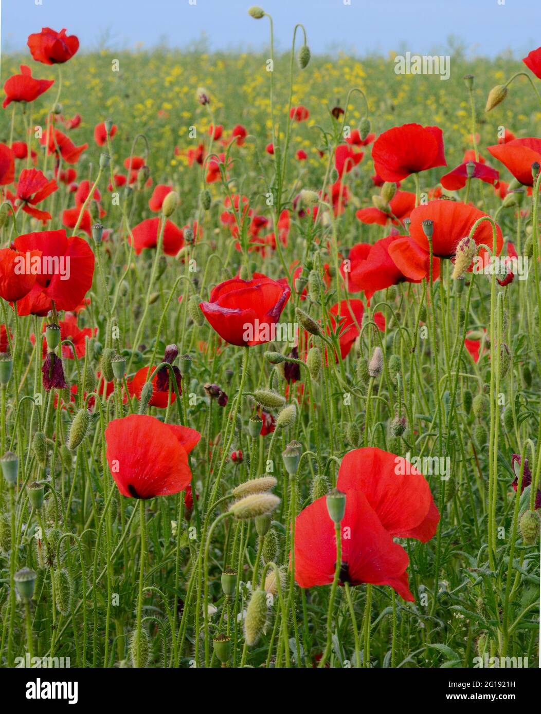 Field of red poppies flowers(Papaver rhoeas) close up. The plant is ...