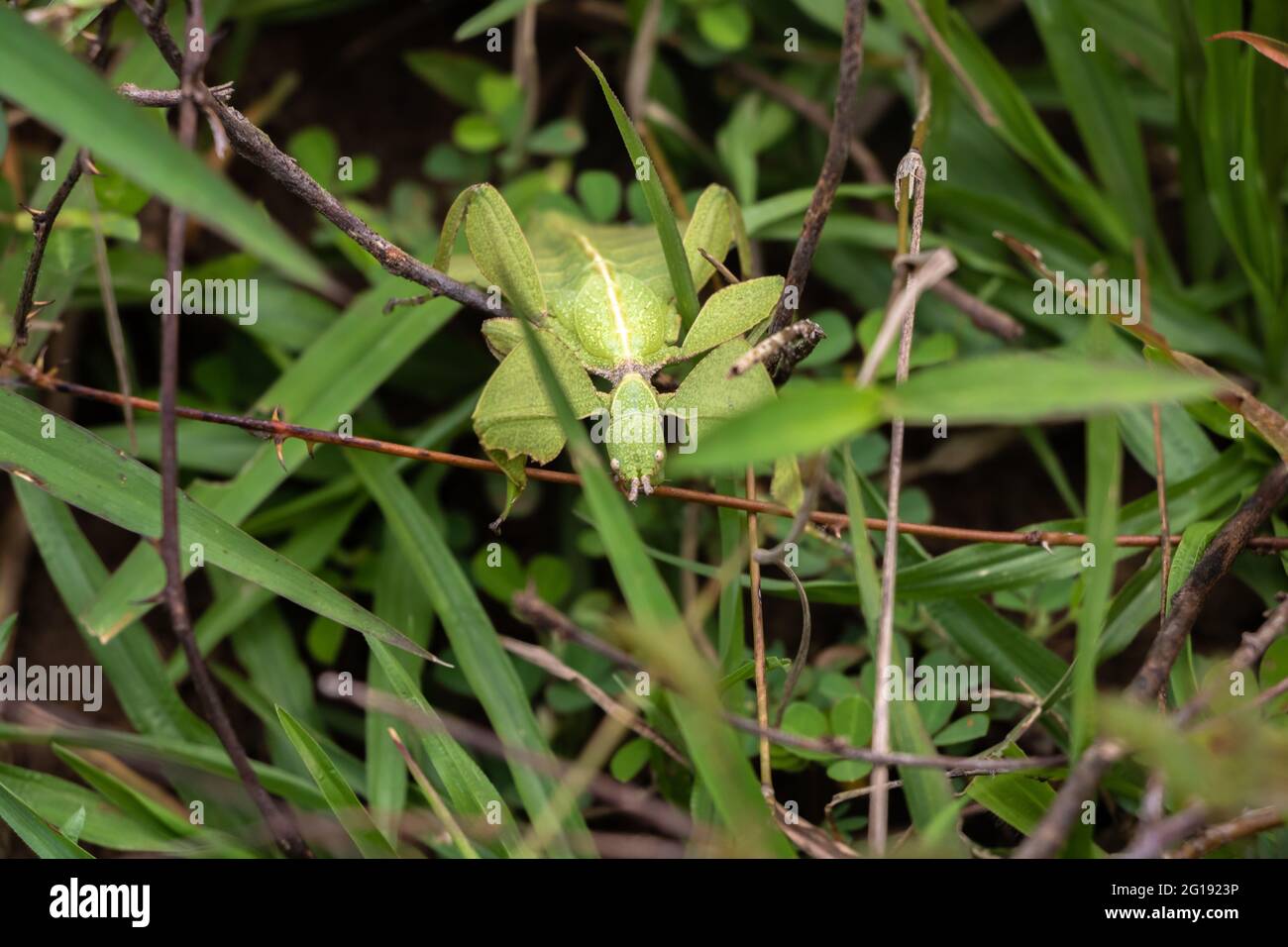 Walking Leaf - Genus Cryptophyllium, family Phylliidae Stock Photo - Alamy