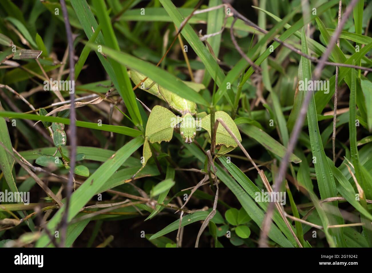 Walking Leaf - Genus Cryptophyllium, family Phylliidae Stock Photo - Alamy