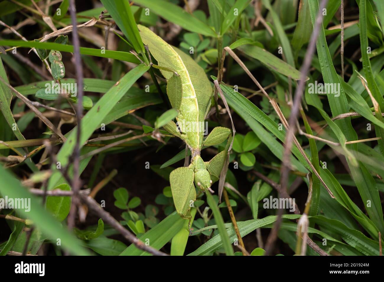 Walking Leaf - Genus Cryptophyllium, family Phylliidae Stock Photo - Alamy