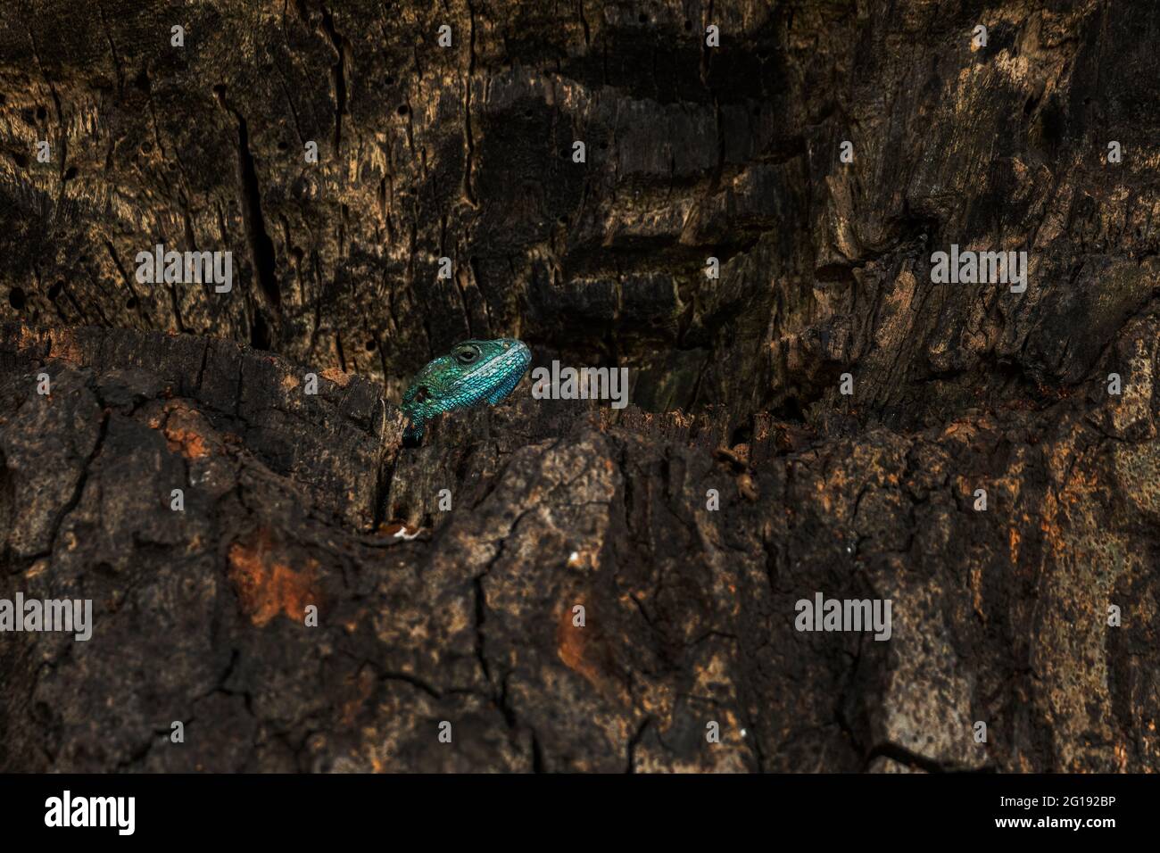 Blue-throated Agama - Acanthocercus atricollis, beautiful large lizard ...