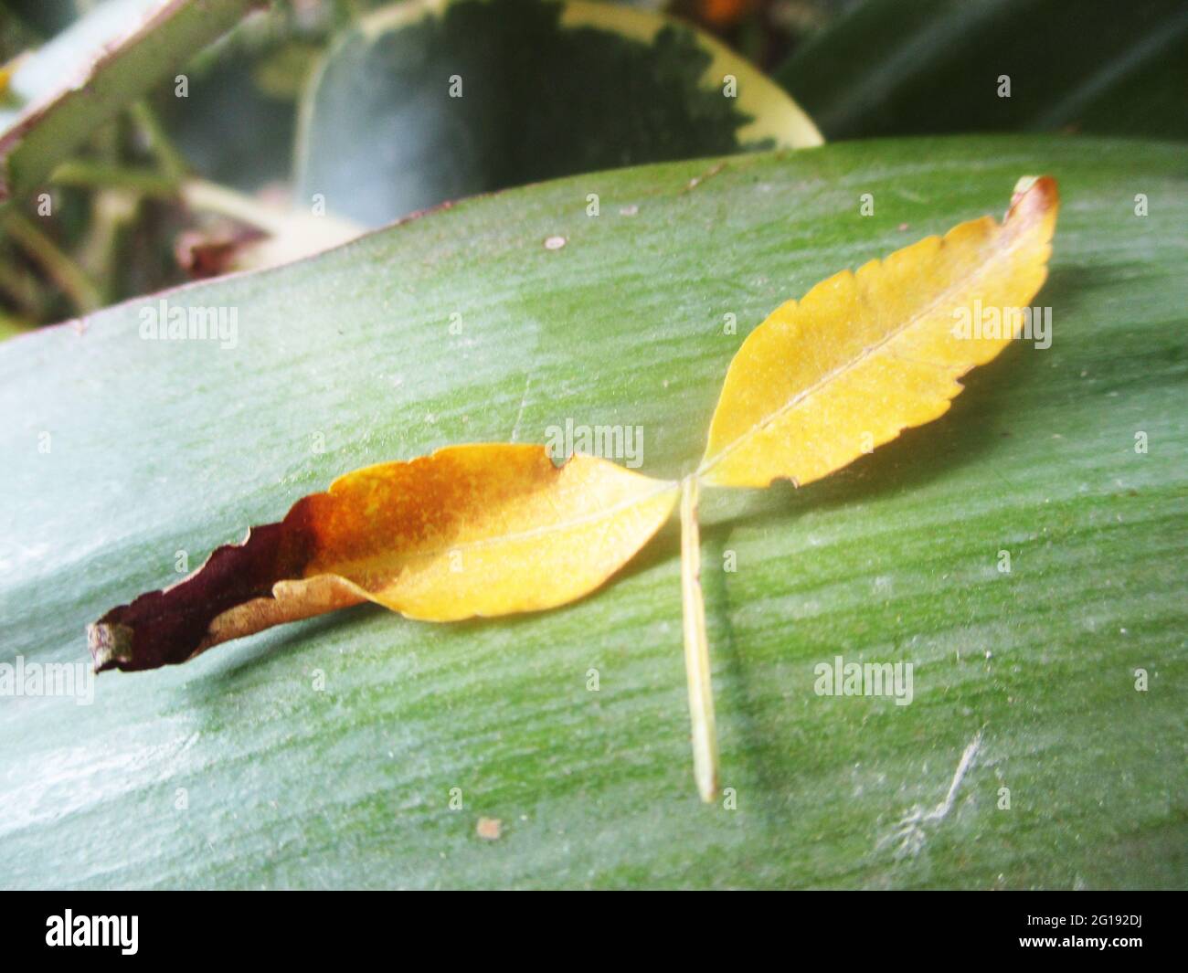 Green Leaves, Beautiful Flowers, Foliage and green Nature Isolated ...