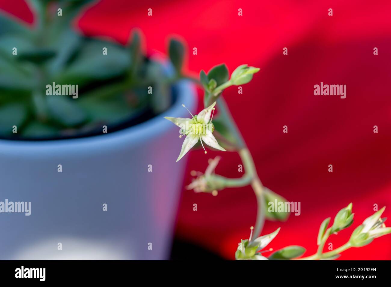 Graptovera hi-res stock photography and images - Alamy