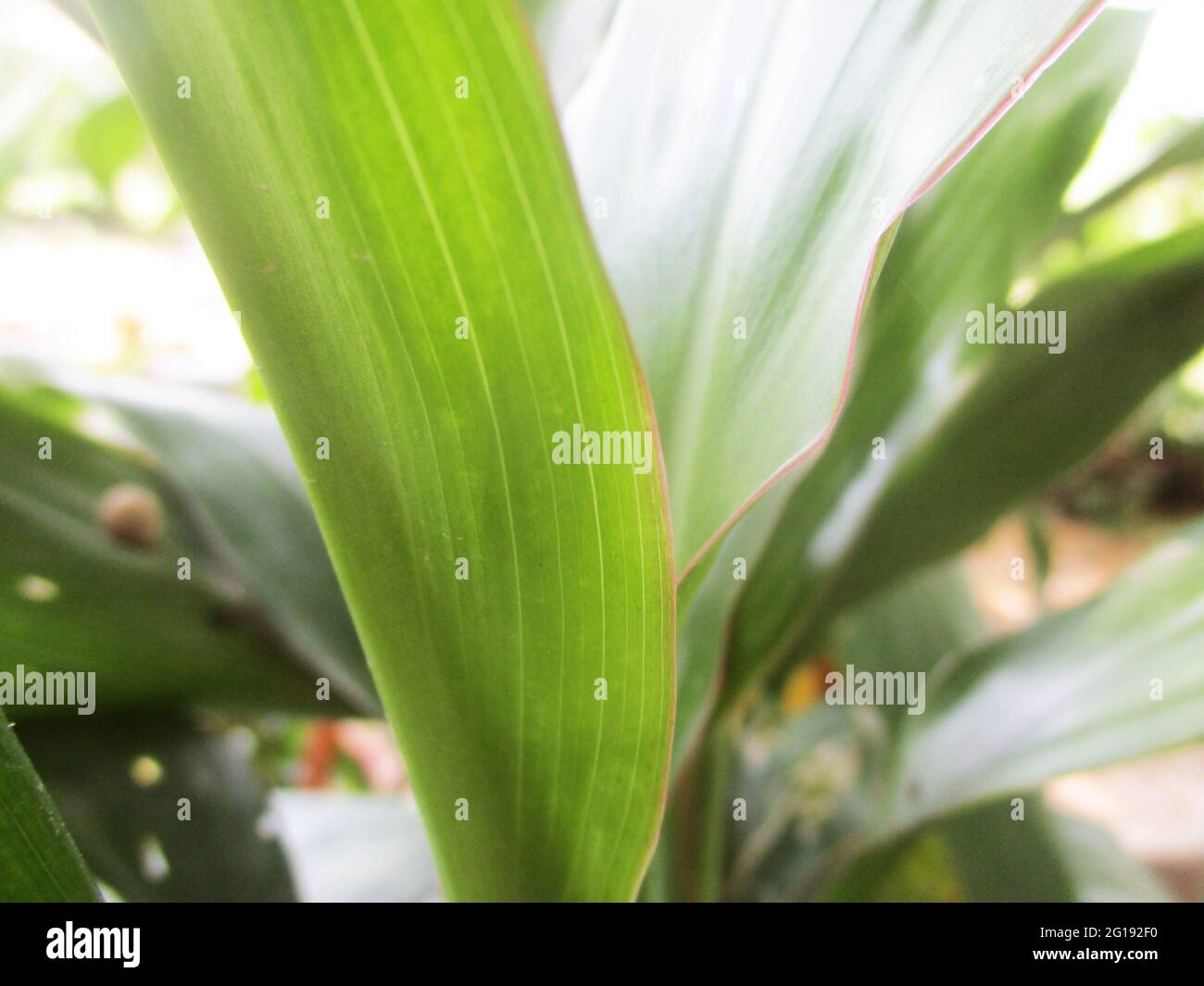 Green Leaves, Beautiful Flowers, Foliage and green Nature Isolated ...