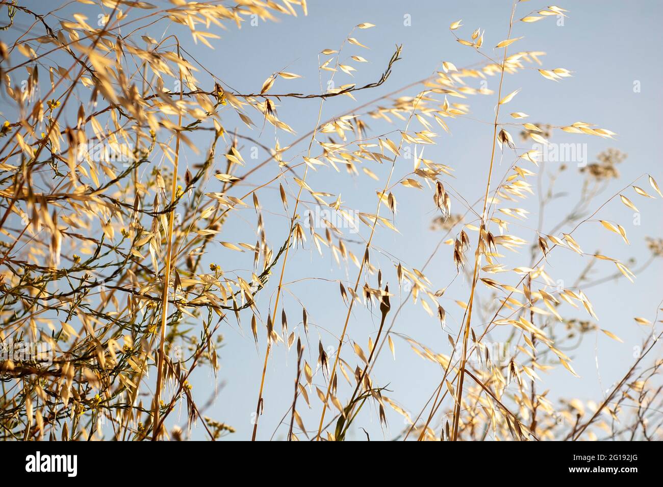 Beautiful calming dry grass background. Dry grass view during the ...