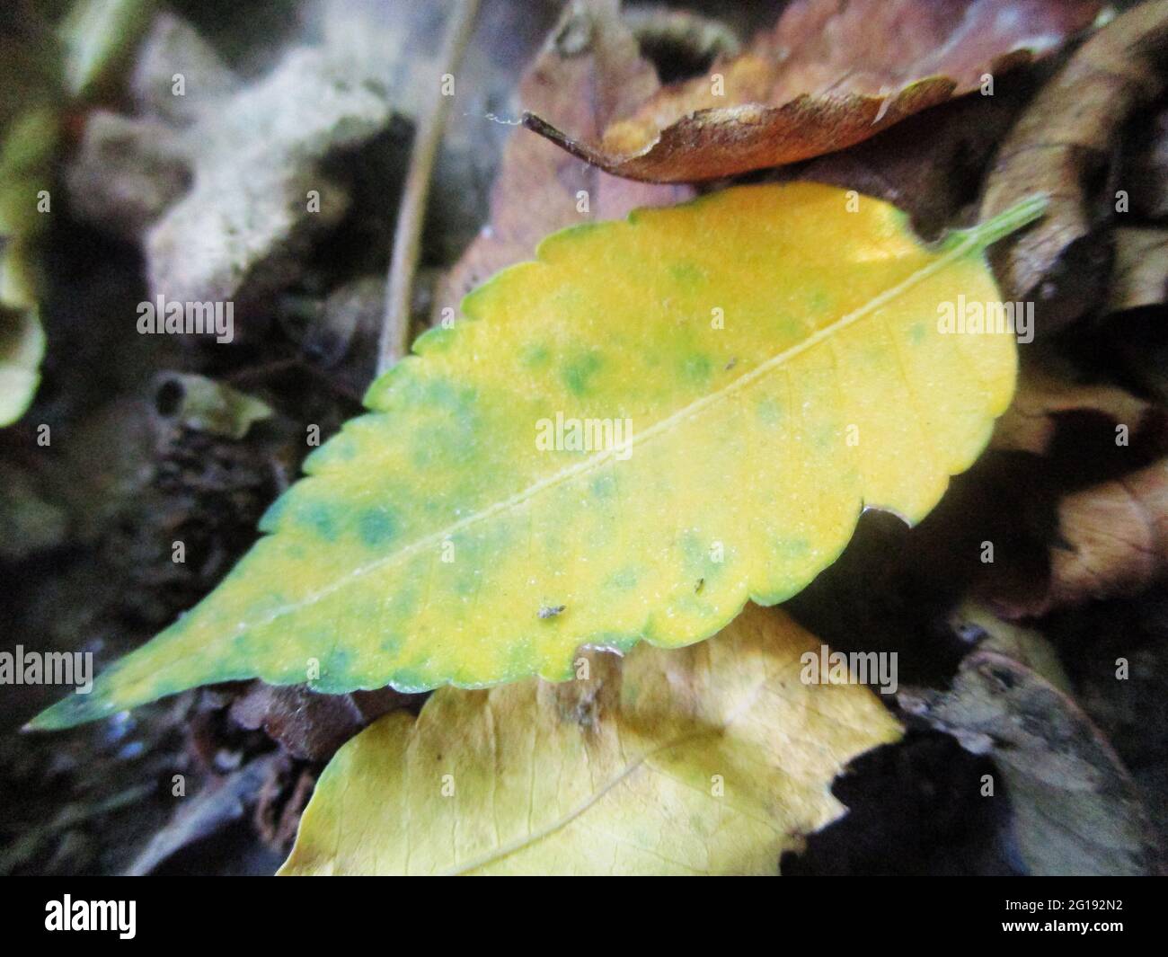 Green Leaves, Beautiful Flowers, Foliage and green Nature Isolated ...